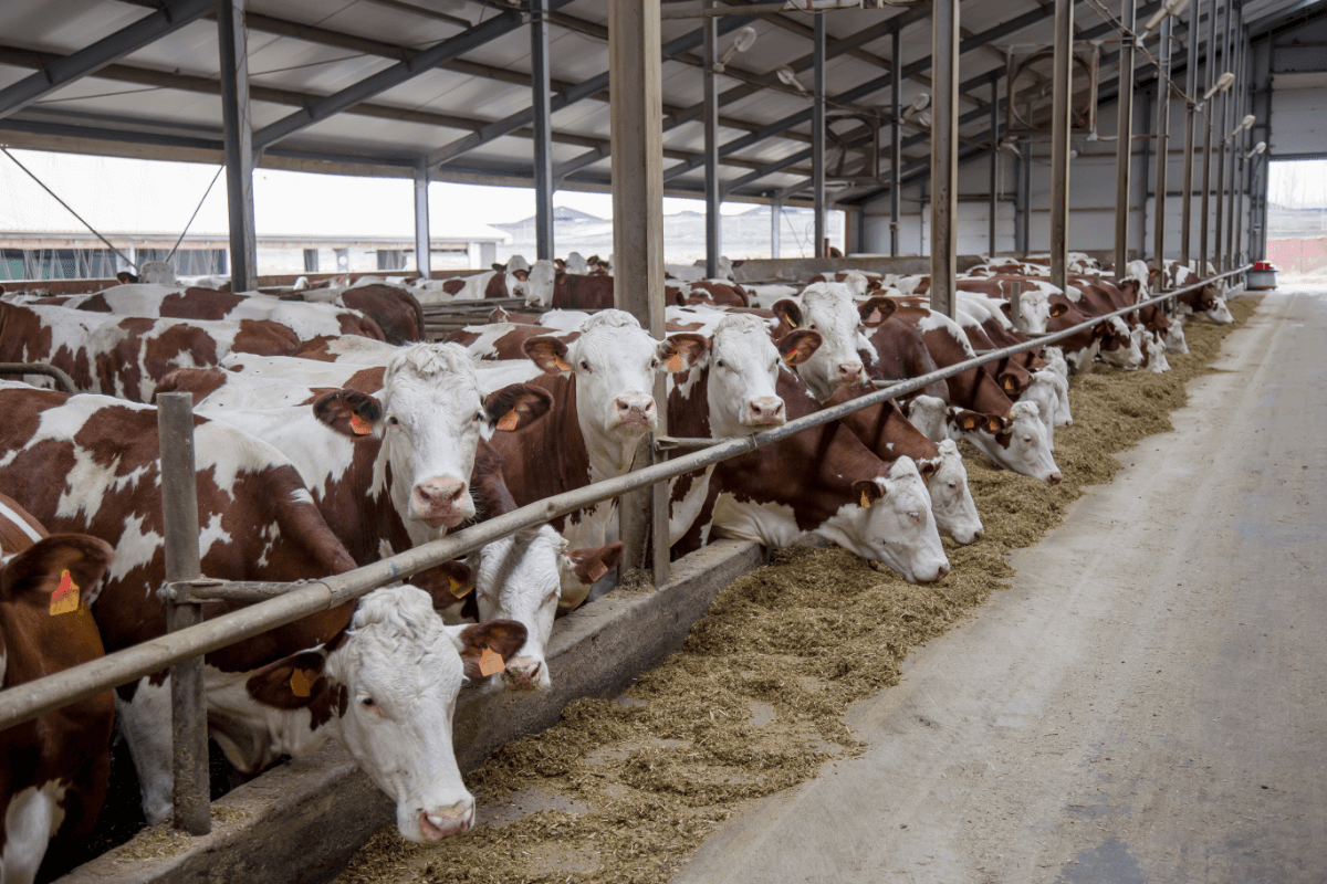 Types of Cattle Industry Lawsuits | Texas Cattle Industry Lawyers